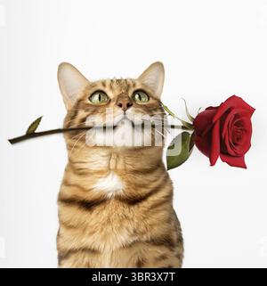 Charming Bengal cat with a rose in his teeth Stock Photo - Alamy