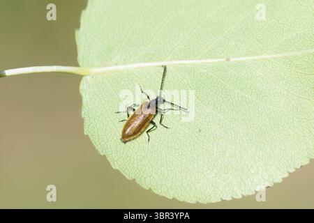 Beetle Lagria hirta or Lagria atripes. Two very similar species ...