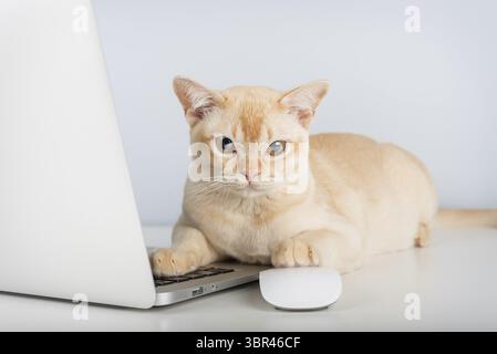 Burmese cream cat sits at laptop. Copy space Stock Photo - Alamy