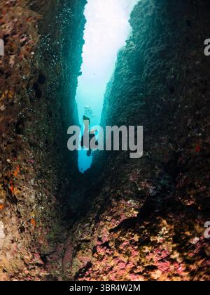 diver diving between the walls of a marine canyon Stock Photo - Alamy