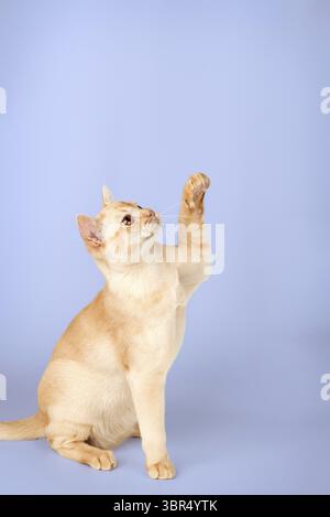 Charming cream kitten of Burmese cat in full growth. Cat for ...