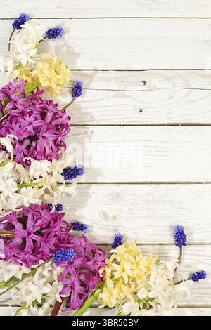 Beautiful banner of different varieties of hyacinth and muscari in vase ...