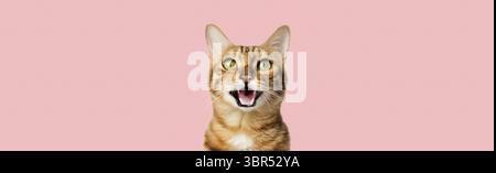 Funny Bengal cat on a pink background. Portrait on a wide-angle lens ...