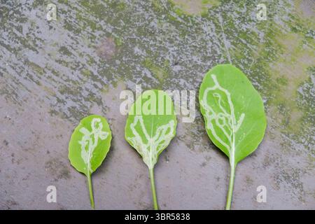 Plant leaf damage caused by leaf miners Stock Photo - Alamy