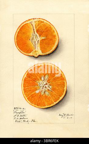 temple oranges florida