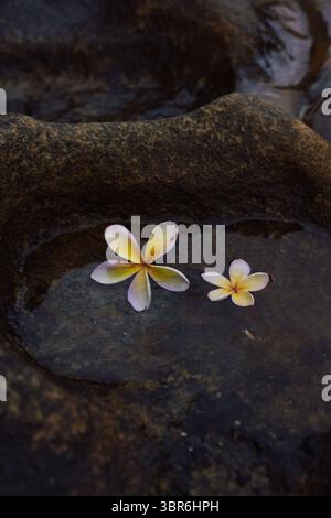 Two frangipani flowers floating in a rocky water pool Stock Photo - Alamy