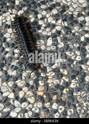 Stenoniodes, commonly known as the Borneo tractor millipede, is a genus ...