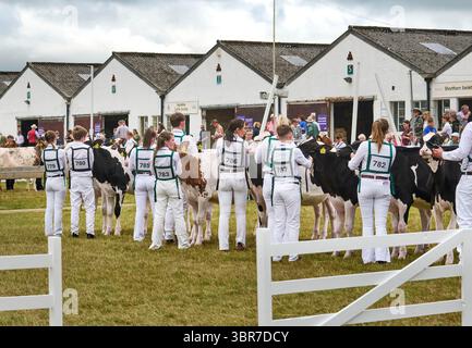 Showing Cattle at The 2025 Great Yorkshire Show, Harrogate Show Ground ...