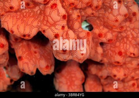 Detail of a red sponge, Porifera, Heron Island, Great Barrier Reef ...