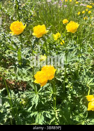 Trollius europaeus flower growing in mountains, close up Stock Photo ...