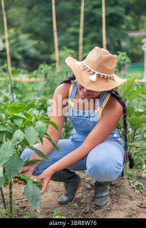 Green chili agriculture field in Indonesia, Green chili plant Stock ...