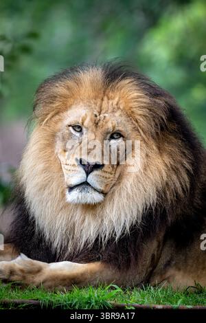 A visitors at the zoo observe a lion in a cage Stock Photo - Alamy