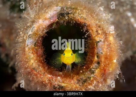 Yellow Pygmy-goby in bottle, Lubricogobius exiguus, Mabini, Luzon ...