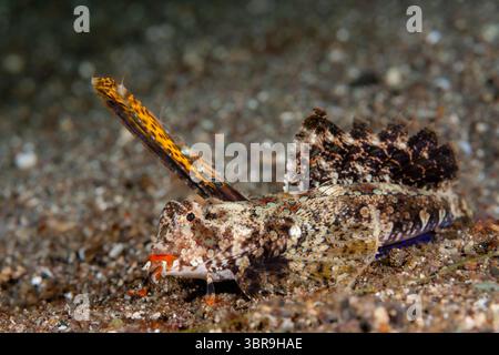 Fingered Dragonet, Dactylopus dactylopus, Mabini, Luzon, Philippine Sea ...