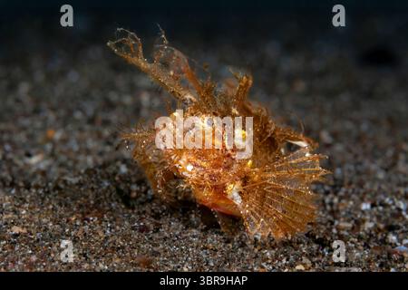 Ambon Scorpionfish, Pteroidichthys amboinensis, Mabini, Luzon ...