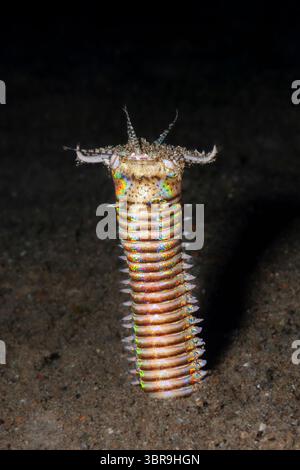 Bobbit Worm , Eunice aphroditois, Mabini, Luzon, Philippine Sea ...