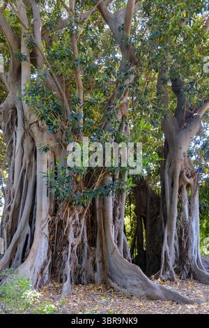 big Ficus Macrophylla tree in tropical forest Stock Photo - Alamy