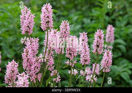 Betonica officinalis, pink betony ‘Rosea’ in flower Stock Photo - Alamy