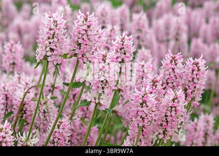Betonica officinalis, pink betony ‘Rosea’ in flower Stock Photo - Alamy