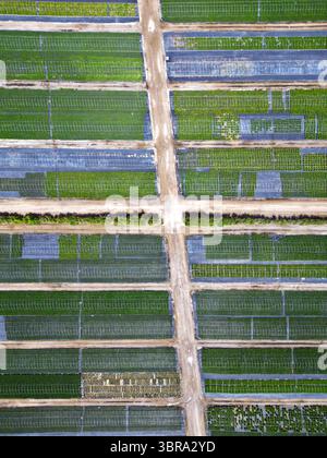 Aerial view of organized green crop rows in a field. A high-angle ...
