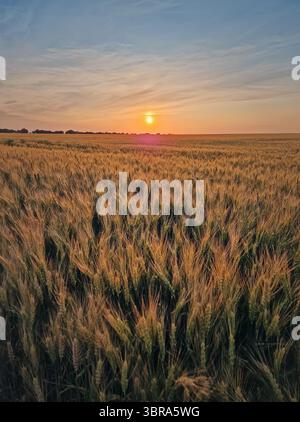 Panorama of golden wheat field with sun rays Stock Photo - Alamy