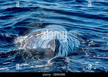 A Spermwhale Sperm whale breathing on sea surface close up Stock Photo ...
