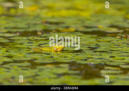 adult male marsh frog Stock Photo - Alamy