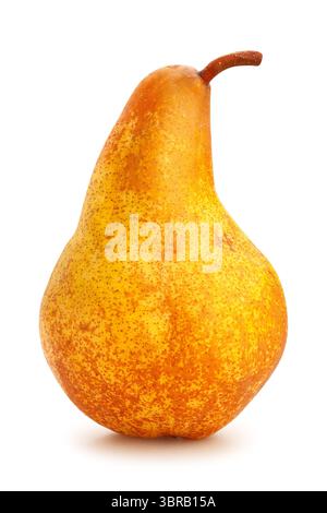 One juicy ripe yellow pear on grey wooden background close-up front ...
