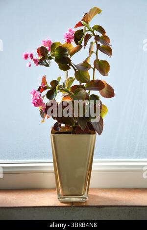 Pink Begonias Doublet Rose flower plant on windowsill Stock Photo - Alamy