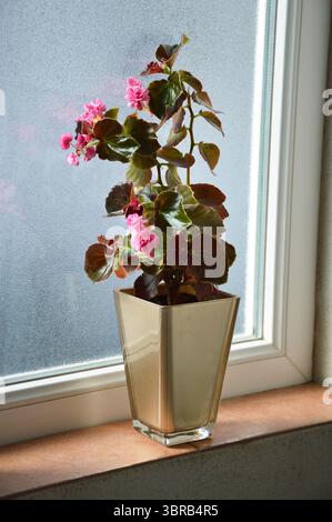 Pink Begonias Doublet Rose flower plant Stock Photo - Alamy