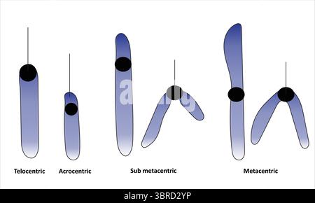 Types of chromosomes. Metacentric, submetacentric, telocentric ...
