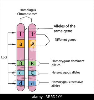 Meiosis. cell division. homologous chromosomes exchange genetic ...