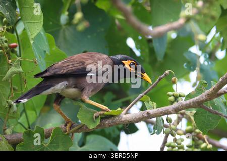 The myna bird perched on a tree branch Stock Photo - Alamy