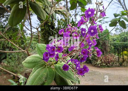 Pleroma, ornamemtal plant, El Jardin de Celeste restaurant & garden ...