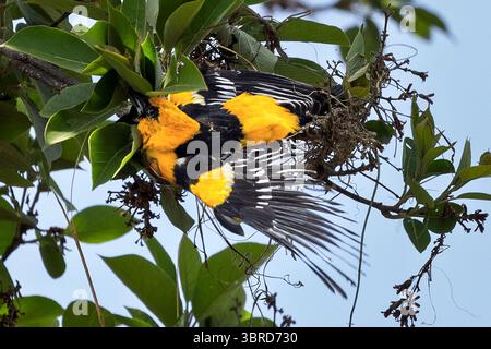 Altamira Oriole, nest building in a tree, Seven Waterfalls, Juayua ...
