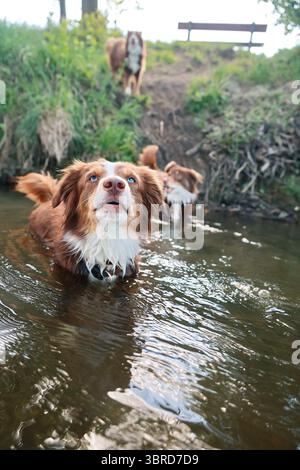 Three dogs are swimming in a river Stock Photo - Alamy