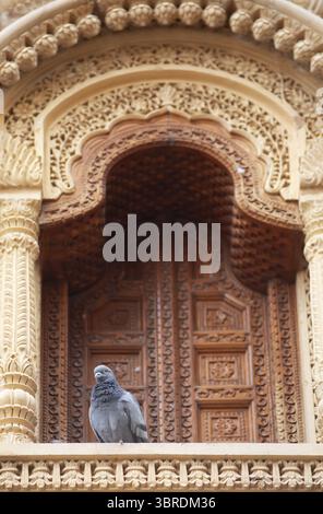 Wild Rock Pigeon (Columba livia) at drinking pool near Belchite in ...