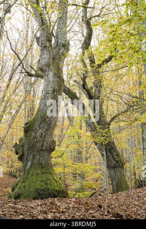 Italy, countryside, autumn, chestnut tree Stock Photo - Alamy
