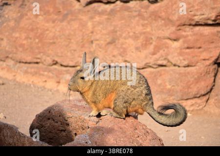 Chinchilla's rock, Roca de viscachas, Cute viscacha in the High Andean ...