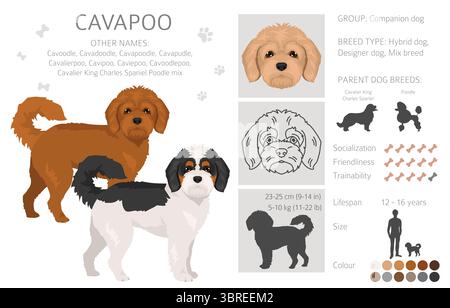 Cavapoo, Cavoodle clipart. Cavalier King Charles Spaniel Poodle mix ...