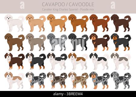 Cavapoo, Cavoodle clipart. Cavalier King Charles Spaniel Poodle mix ...