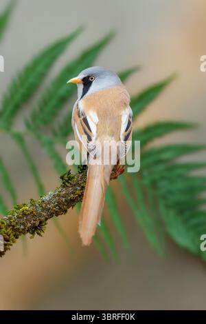Bearded Reedling, Panurus biarmicus Stock Photo - Alamy