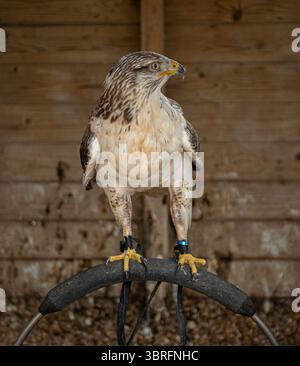 Birds of Prey in captivity Stock Photo - Alamy
