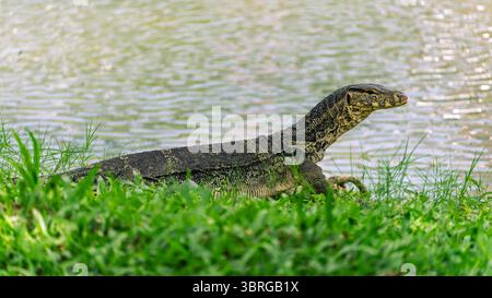 Lizard on the ground basking in the sun for backgrounds Stock Photo - Alamy