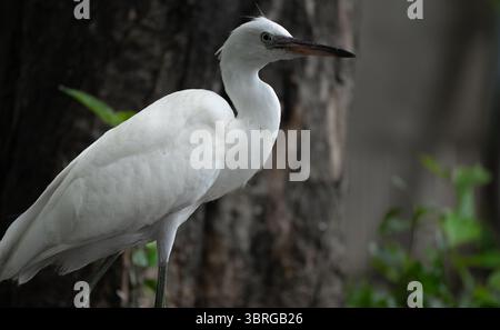 A beautiful shot of a great white egret (Ardea alba),from heron family ...