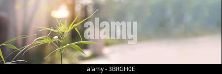 Banner Green Marijuana tree cannabis plant narcotic herbal in ...