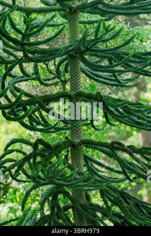 Monkey tree, Araucaria araucana. Comes from the Andes in Chile, more ...