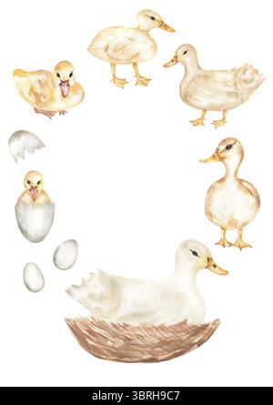 Watercolor Farm Duck Life Cycle, cute farm animal growth stage poster ...