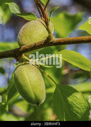 Close-up. Unripe green apricots growing on a tree branch in a mountain ...