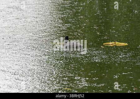 A lone coot floating on a calm lake Stock Photo - Alamy